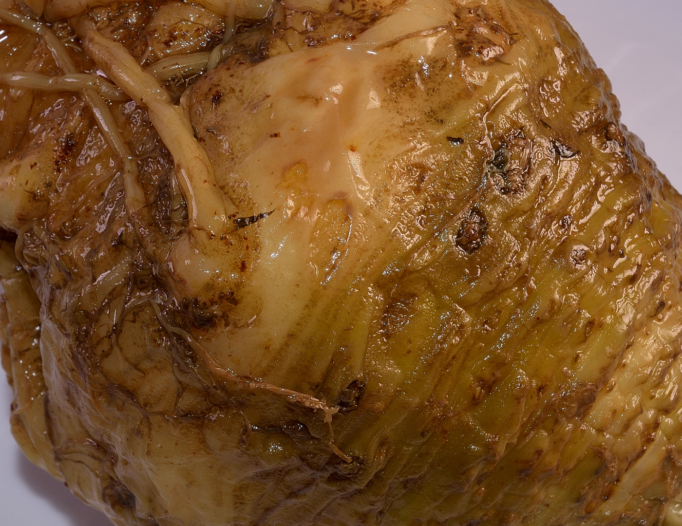 Sous Vide: Celeriac (Celery Root) - Sous Vide Resources